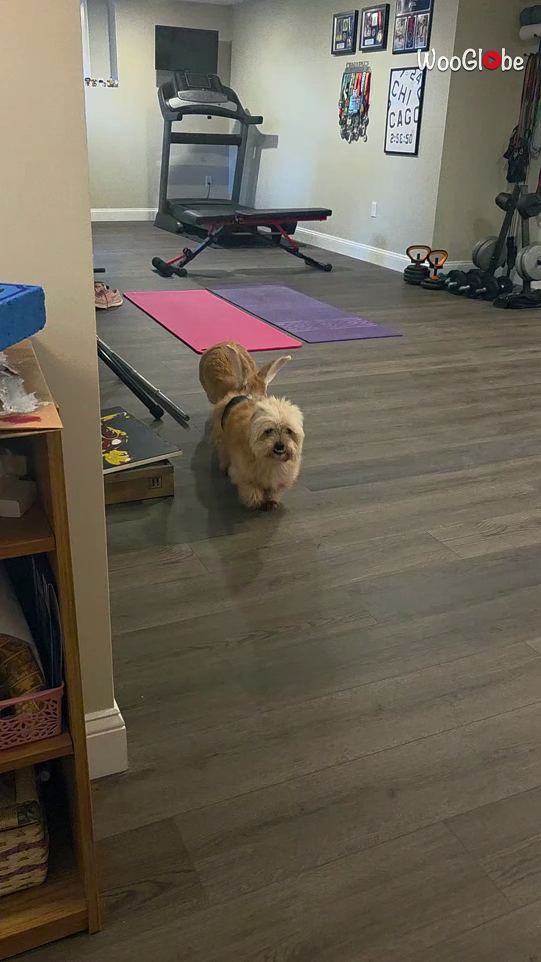 Mischievous rabbit tries to tell his dog bestie that there's no ...