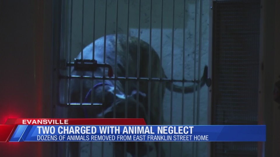 15 dogs, 29 cats and other animals rescued from Evansville home
