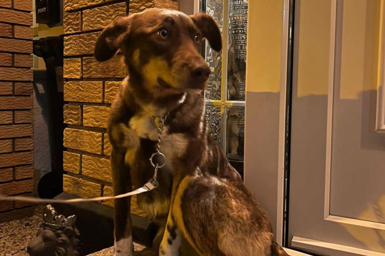 Miracle dog rescued in Georgia by Dublin couple missing: 'I don't want ...