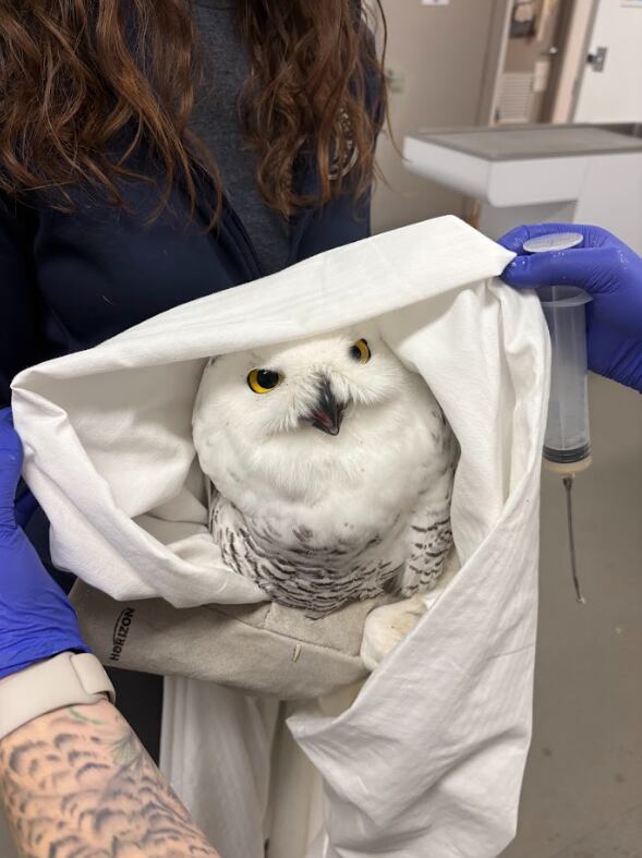 Manitoba's largest wildlife rehabilitation centre saw jump in animals ...