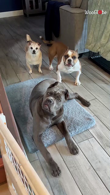 New dog and household pets provide comical reactions to owner's whistling