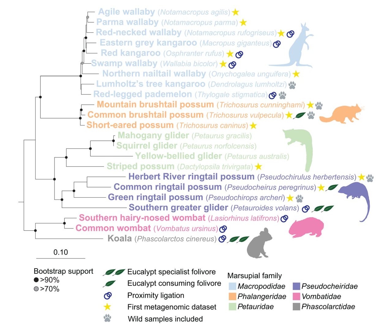 First extensive study into marsupial gut microbiomes reveals new ...