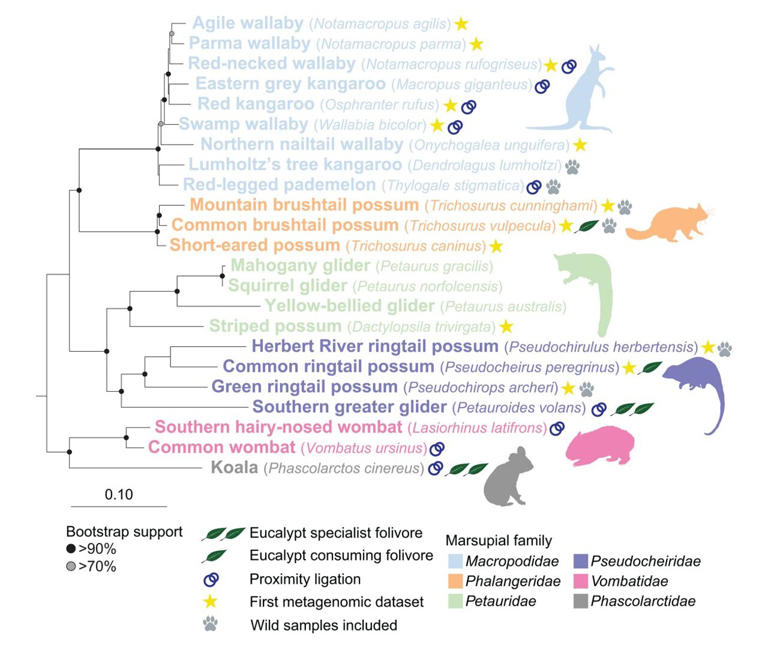 First extensive study into marsupial gut microbiomes reveals new ...