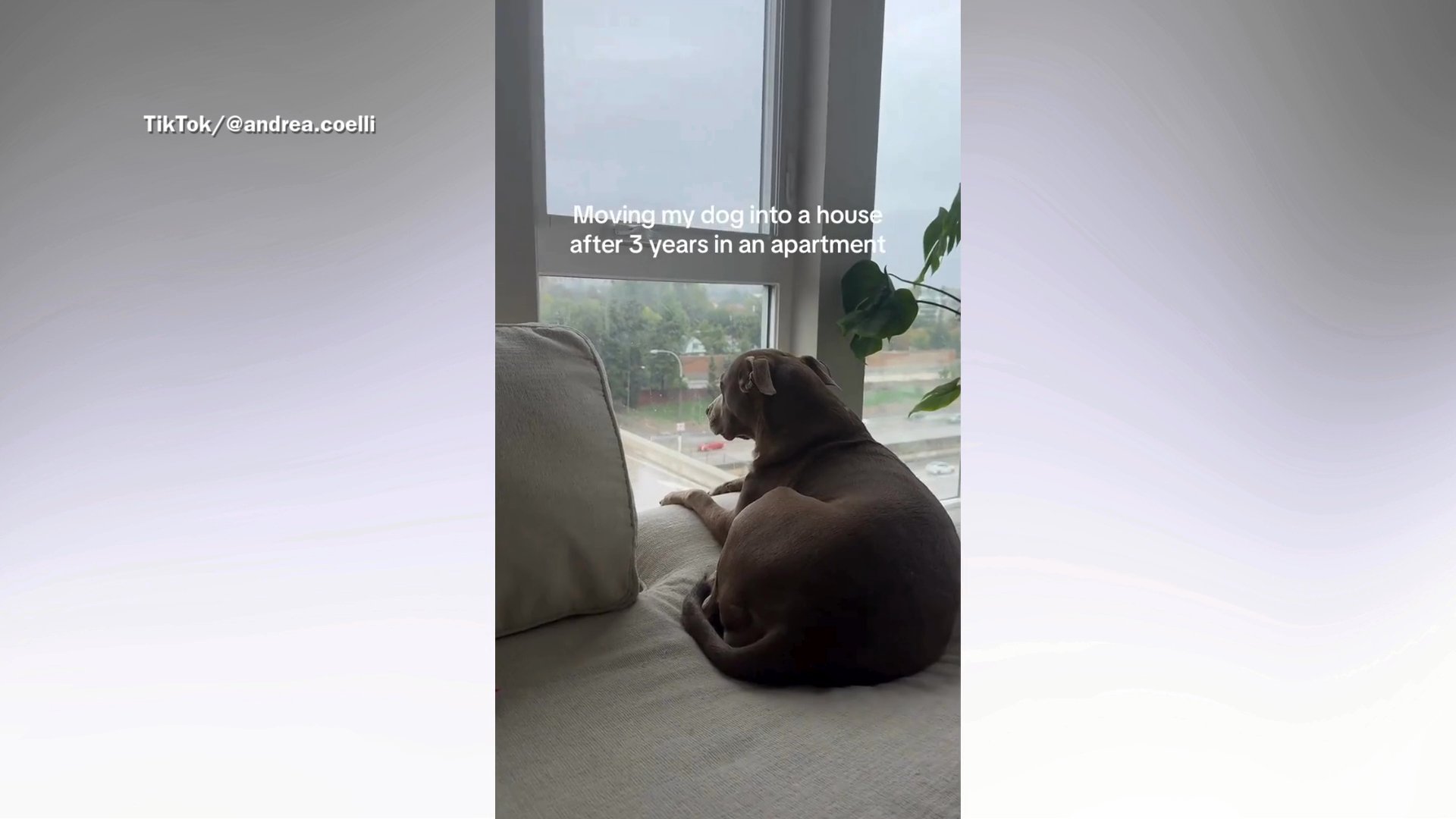 Rescue dog spends 3 years in apartment, reaction to back yard goes viral