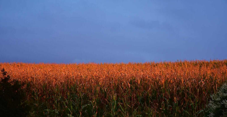 Is corn a US natural/national resource?
