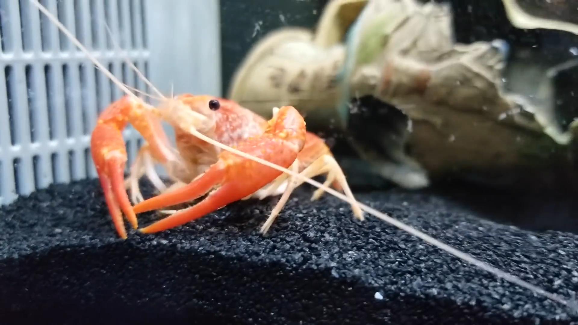 Tank update chaos – puffer fish goes wild