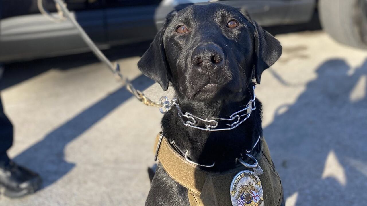 Helena police announce K-9 Pete as department’s newest addition