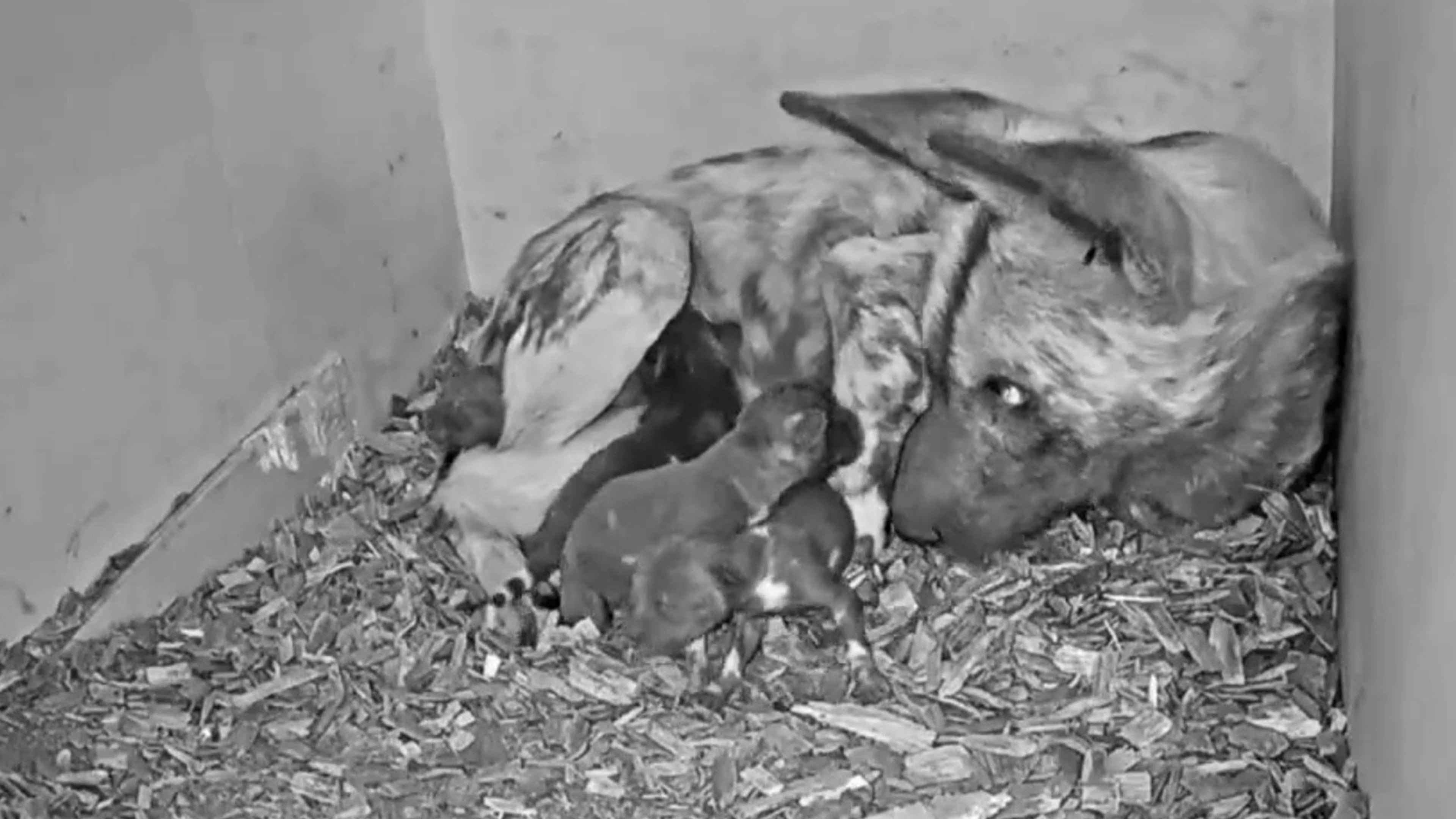 Saint Louis Zoo welcomes first-ever endangered African painted dog pups