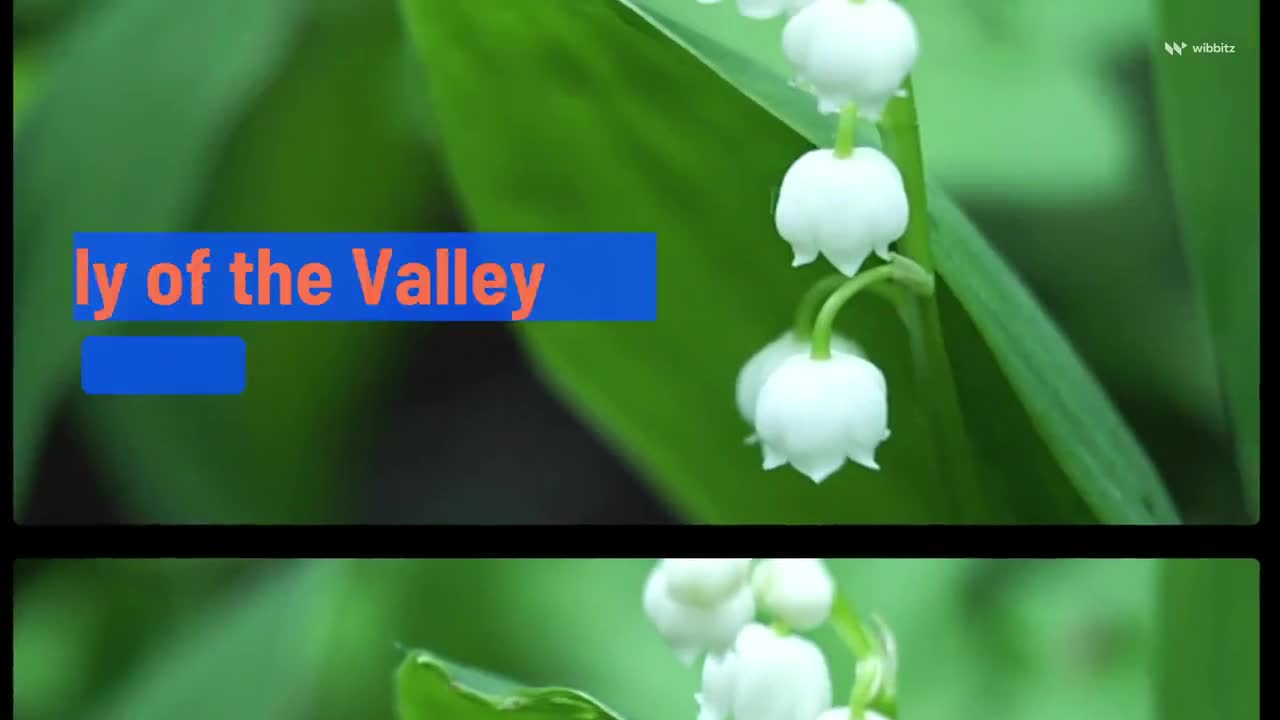 Easy spring flower growing tips for gardening beginners