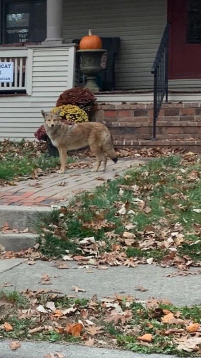 Coyotes to become more active in Ohio as mating season begins