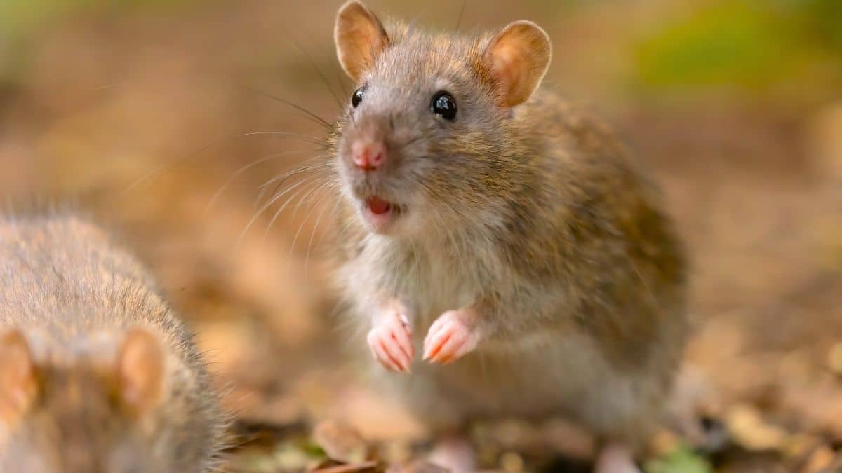 Rats: A common evening habit draws rats and insects to your home while ...