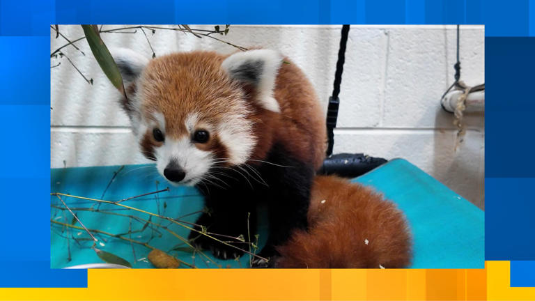 Zoo Knoxville introduces new three-legged red panda
