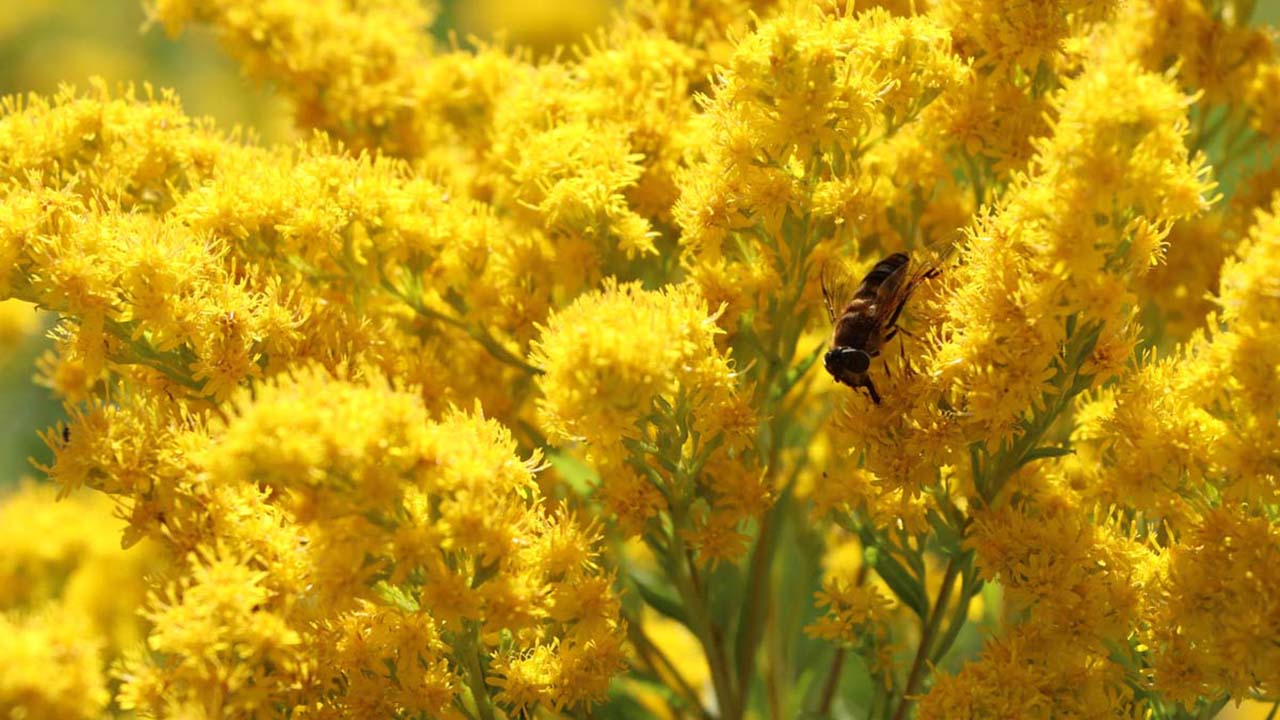 10 native flowers that create a bustling wildlife garden