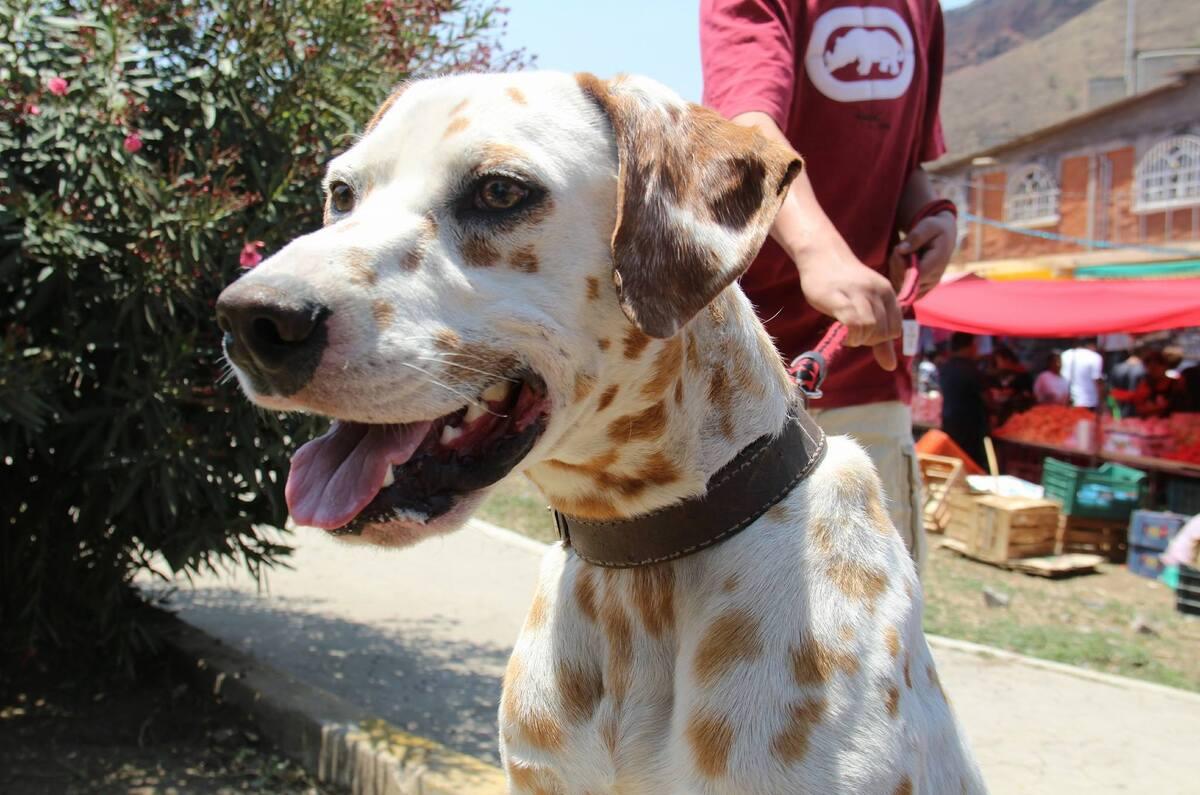 Guía completa sobre campañas de esterilización gratuita de mascotas en ...