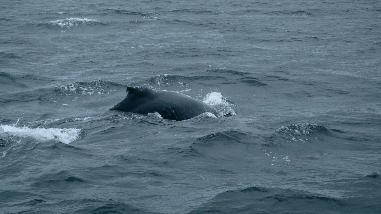 Rare North Atlantic right whale baby boom stuns scientists