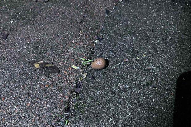 More 'sinister' chocolate eggs found amid concerns for dogs and children