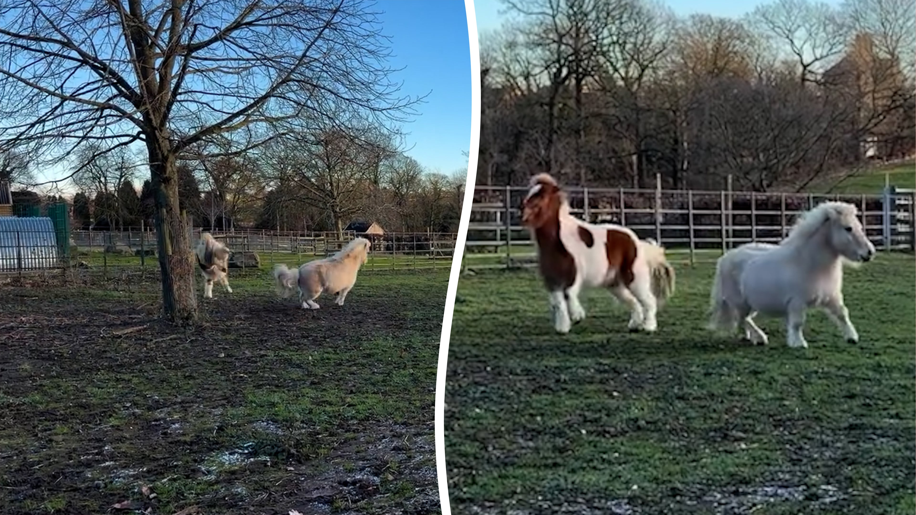 Cute video shows Shetland ponies frolicking