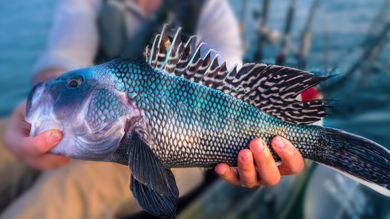 Field trips Rhode Island delivers - insane inshore fishing mayhem