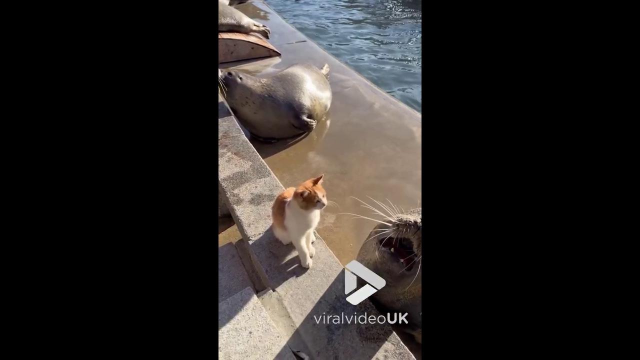 VV5067 cat sunbathes beside hungry seals