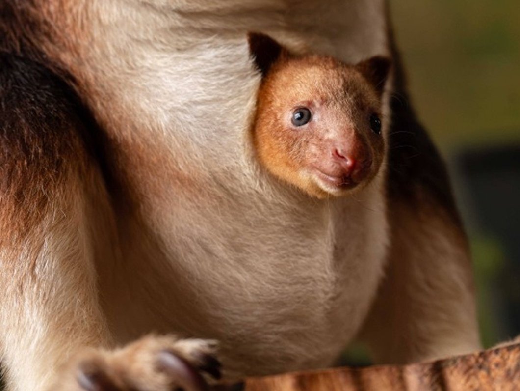 Rare tree kangaroo baby delights zoo visitors