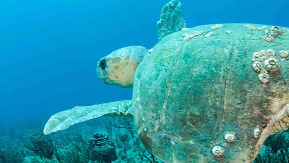 How turtles stack up in Earth’s long-game strategy