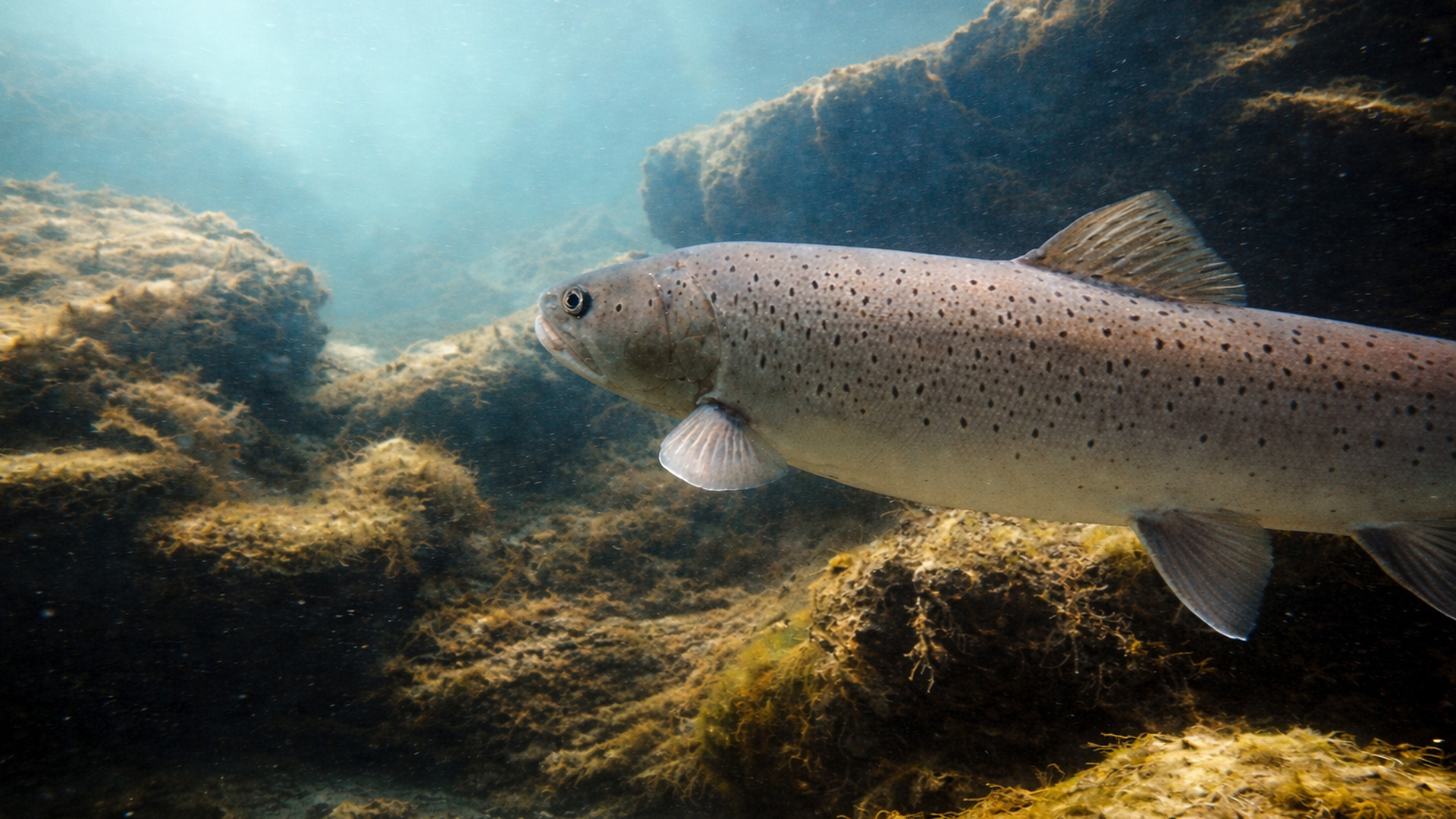 This fish didn't notice I was filming