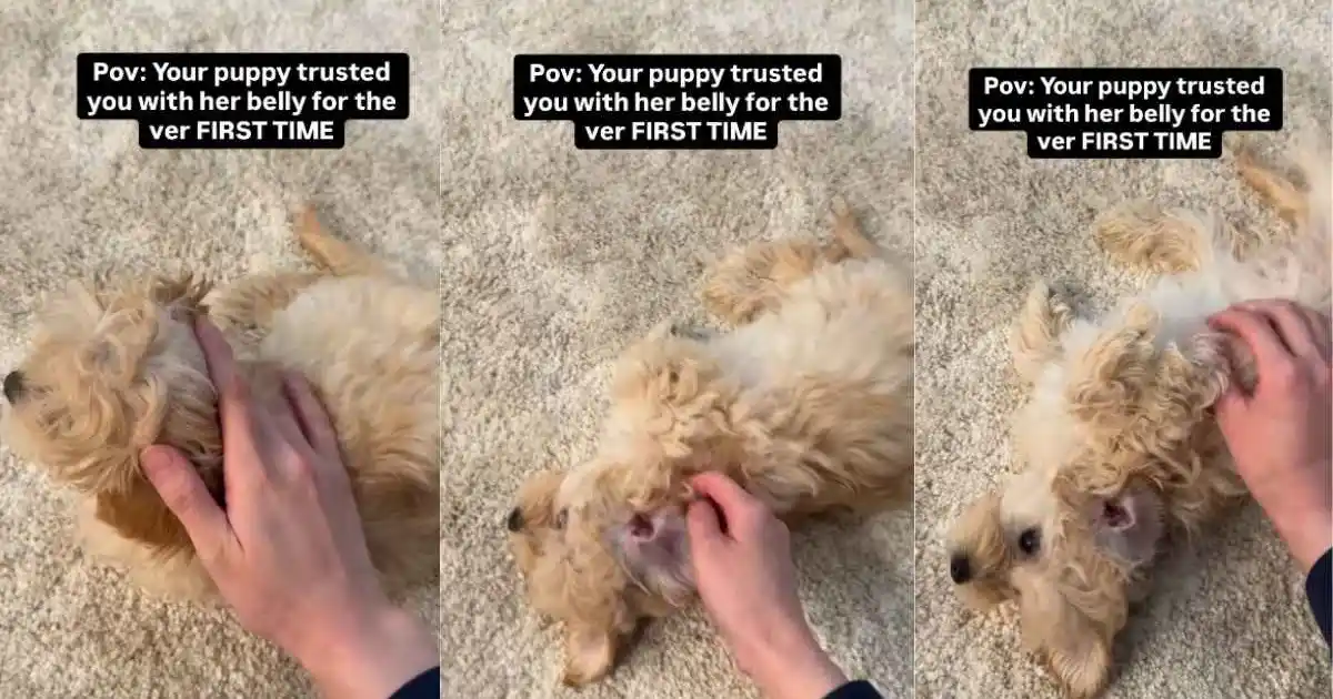 Video: Puppy trusts owner with belly rubs for first time