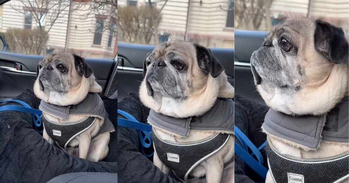 Video: Pug is not ready to forgive owner for laughing at him