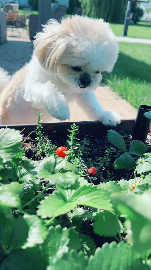 Why garden gremlins cause so much trouble
