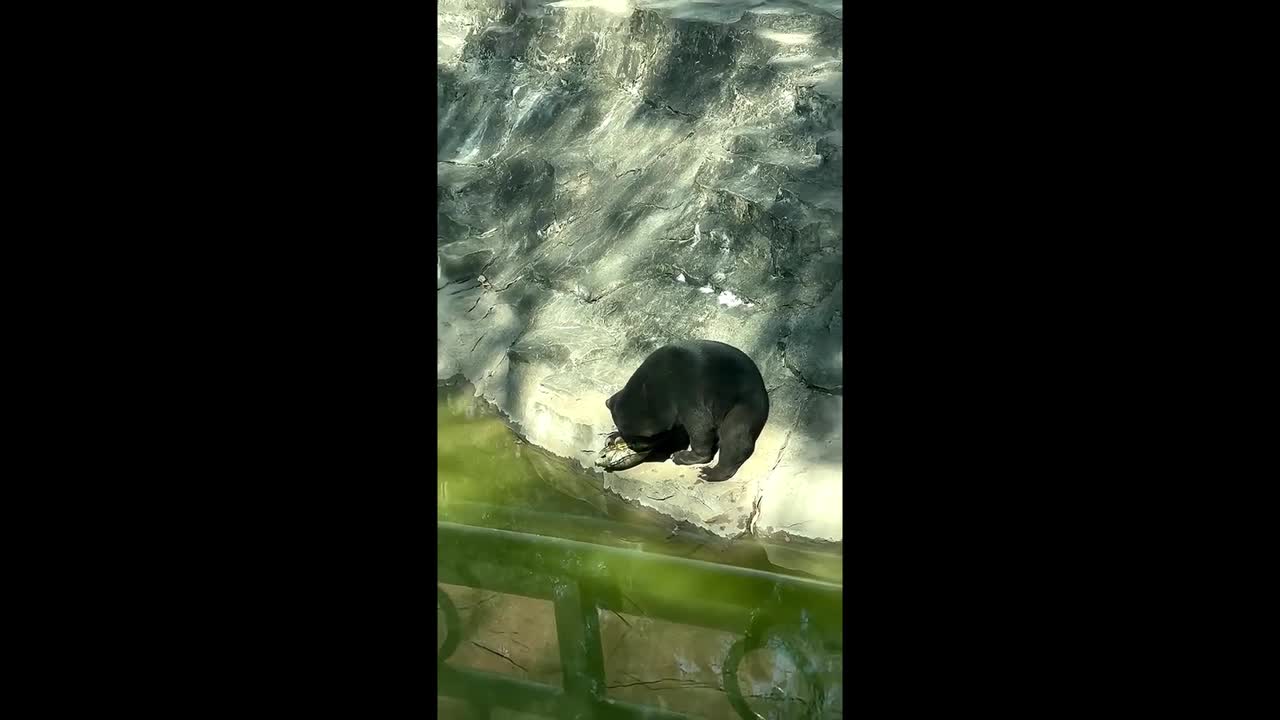 Playtime turns painful as bear cub lets out piercing scream after ...