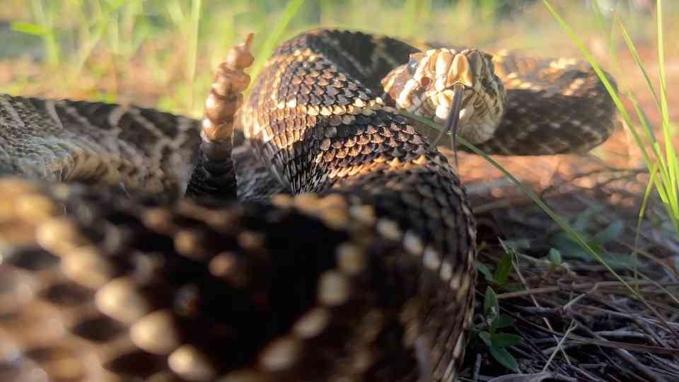 The dangerous snakes few Americans are warned about