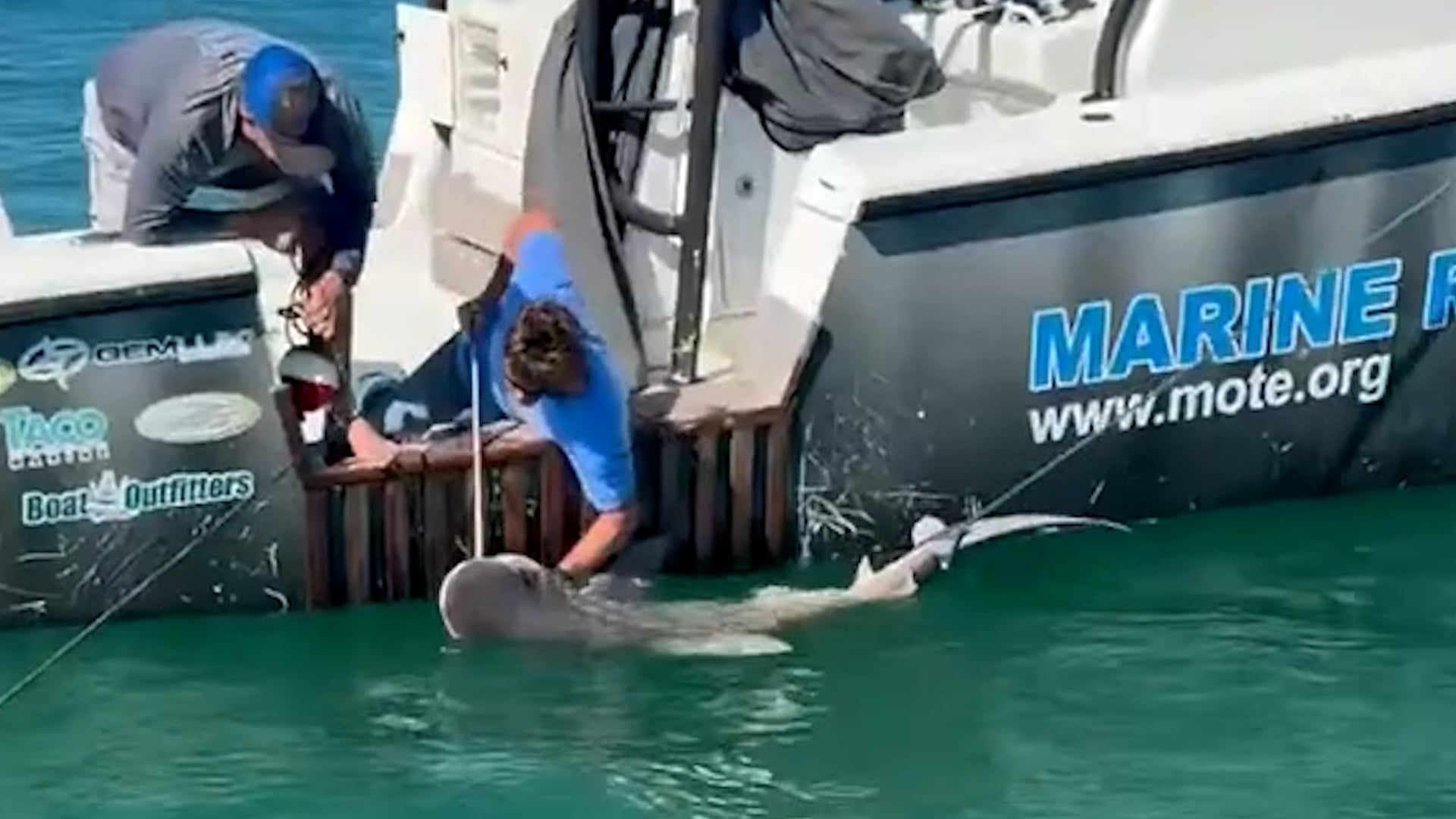 Shark rescued from buoy line in Florida