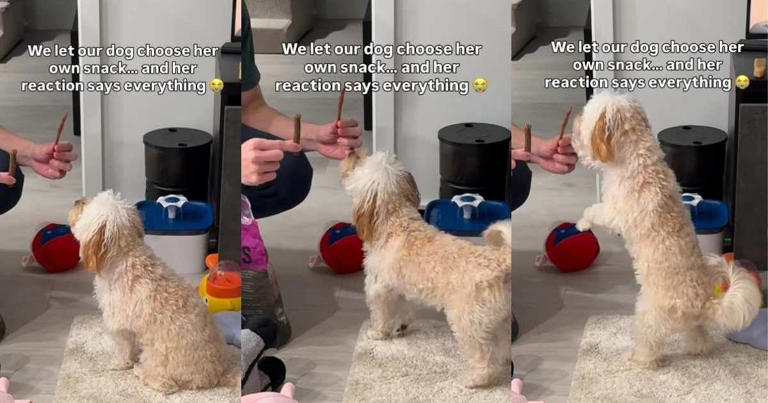 Video: Dog reacts to owner letting her choose her own snack