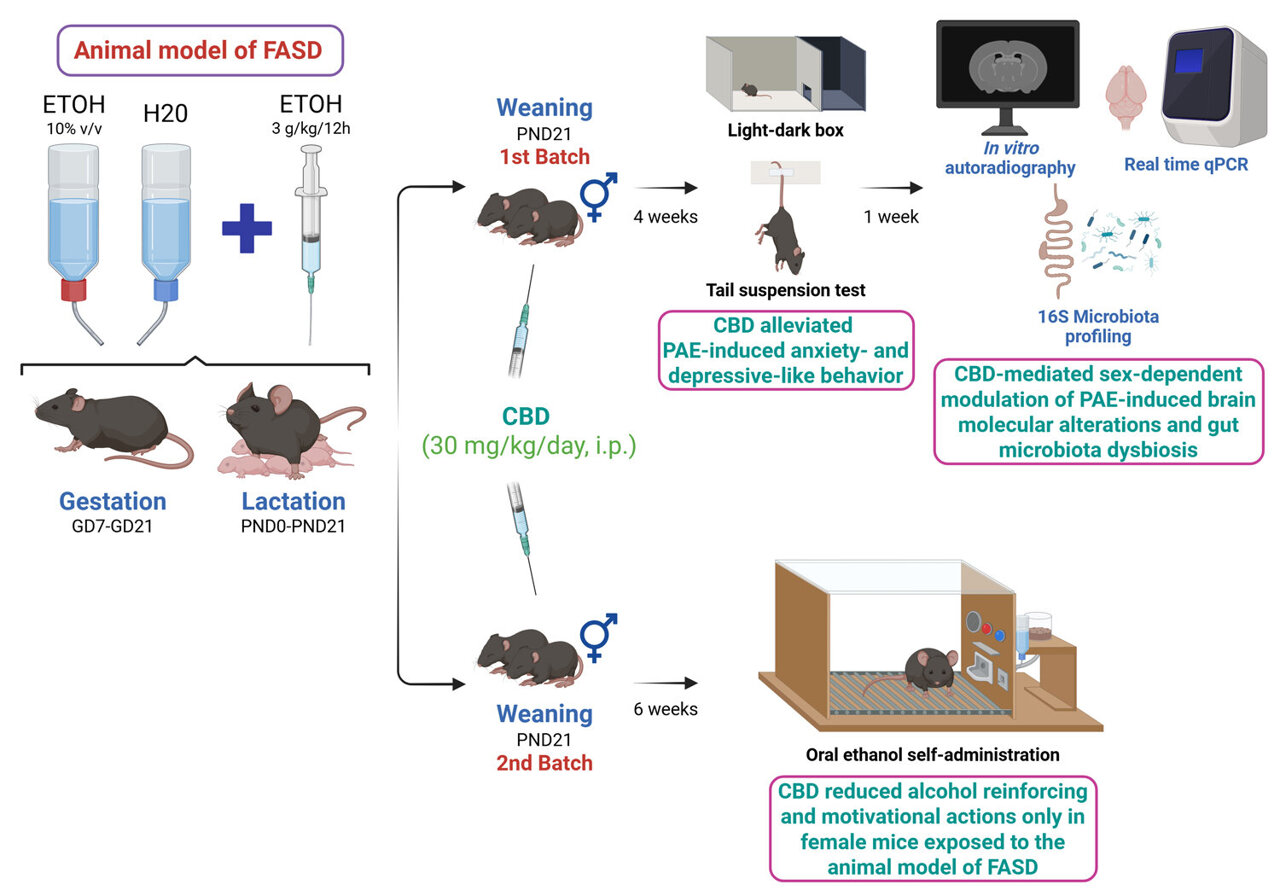 CBD treatment reverses key effects of fetal alcohol spectrum disorder ...