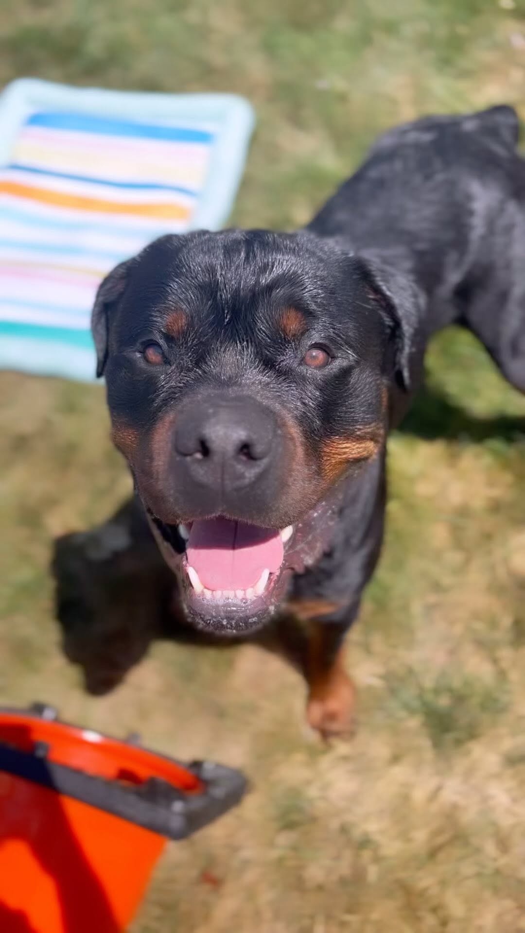 Say cheese: The goofiest Rottweiler smile