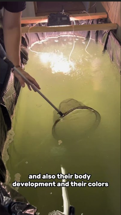 Why your aquarium water turned green