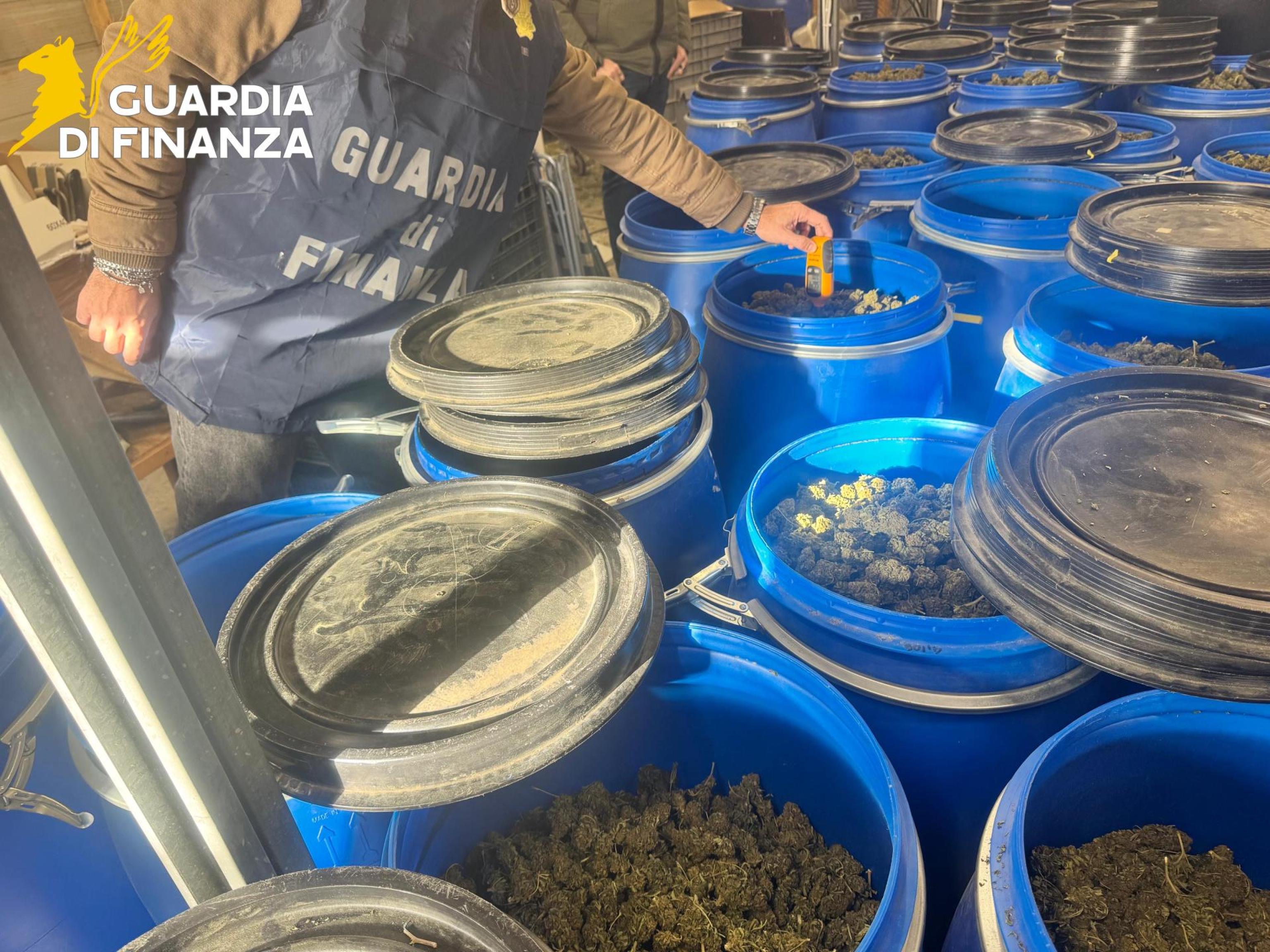 Maxi piantagione di marijuana sequestrata a Imperia