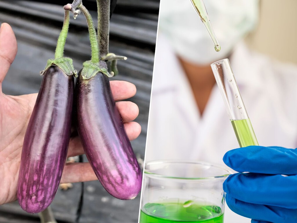 Berenjena contra el cáncer: científicos españoles demuestran el efecto ...