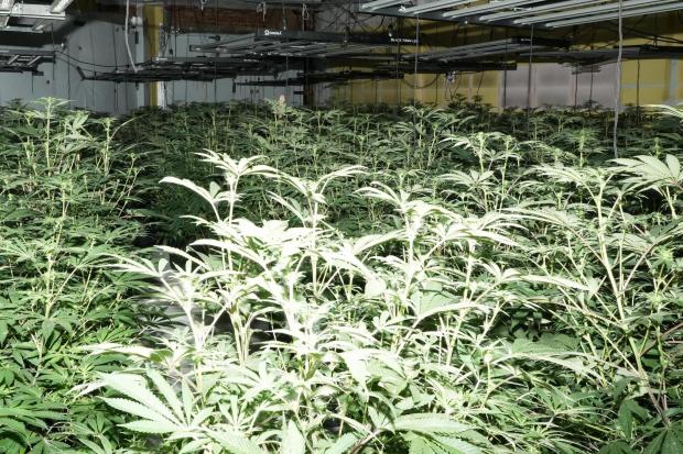 Secret cannabis factory found inside disused popular fancy dress shop