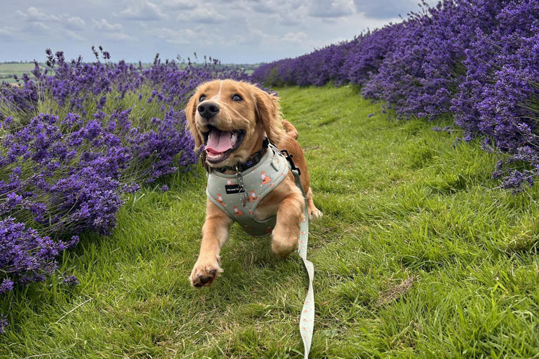 Share pictures of your pets! Halifax RSPCA launches 2026 competition to ...