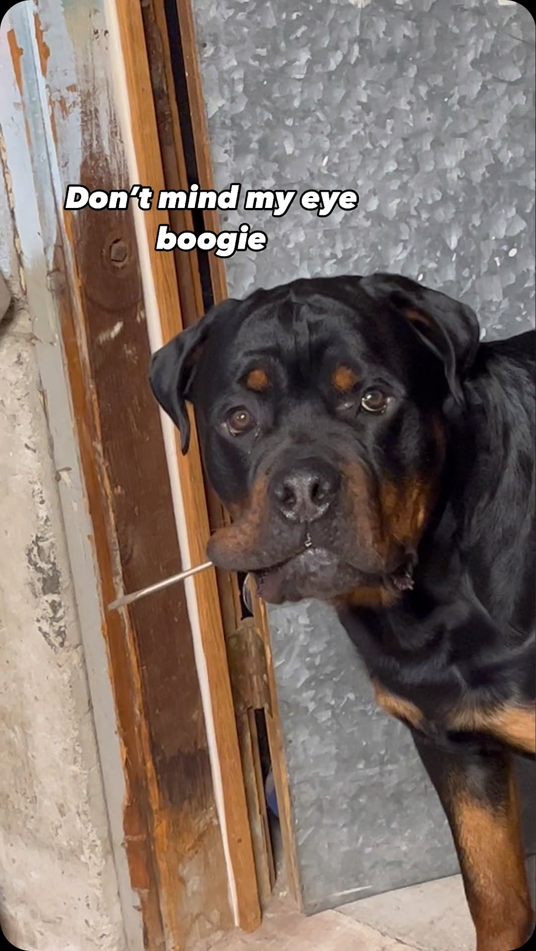 Mr. Mischievous rottweiler steals a screwdriver again