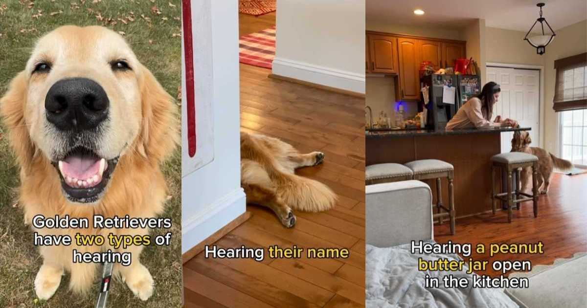 Video: Owner reveals golden retriever's two types of hearing