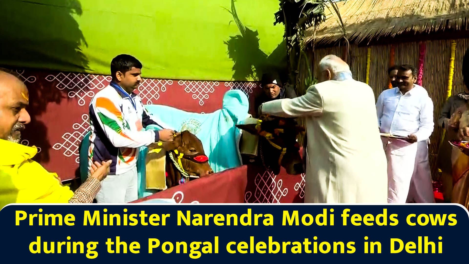 Prime Minister Narendra Modi feeds cows during the Pongal celebrations ...