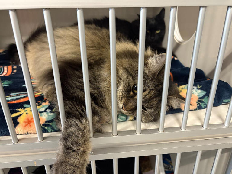 Rising cost of living forcing some NB pet owners to make difficult ...