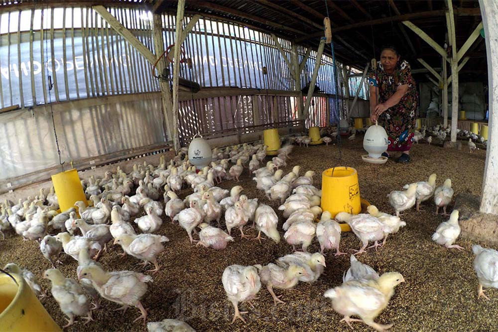 Kementan: 824.991 ternak terdampak banjir Sumatra, terbanyak unggas