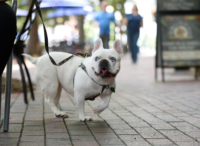 What's the most inexpensive dog to own? Here's what one study says