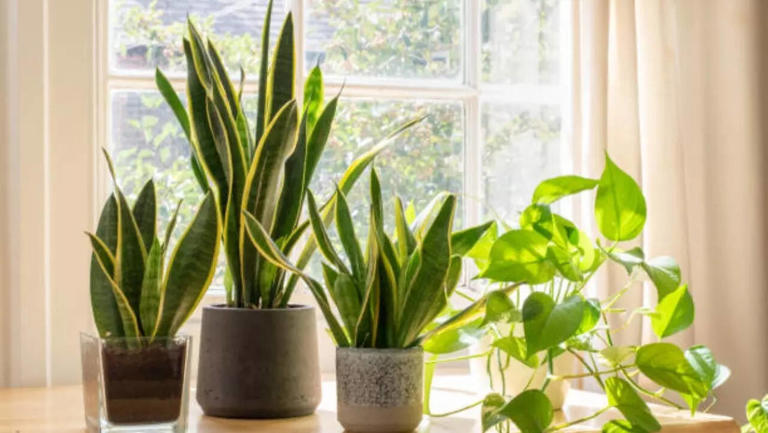 7 auspicious plants that can bring wealth and positive energy into your ...