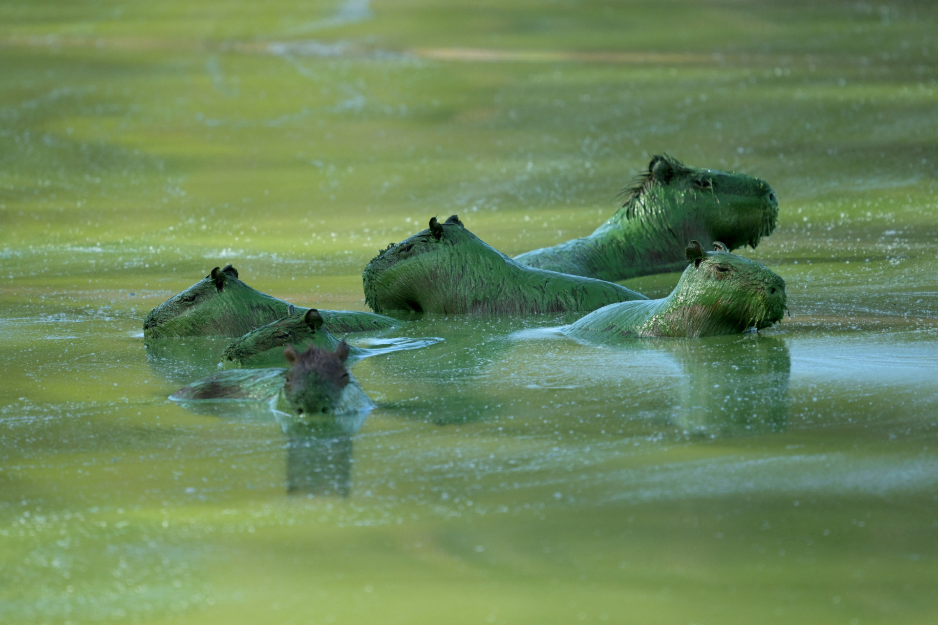 The most amazing animals found only in South America
