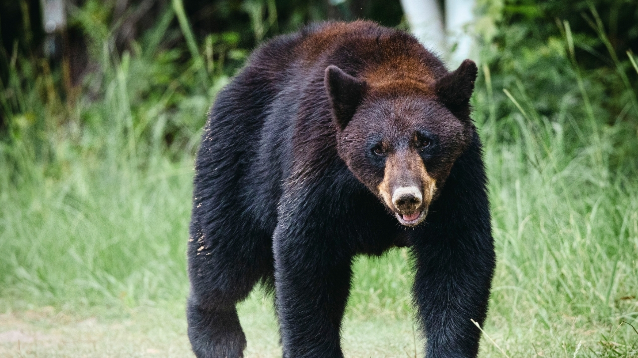 The top reasons Black bears end up getting too bold around people