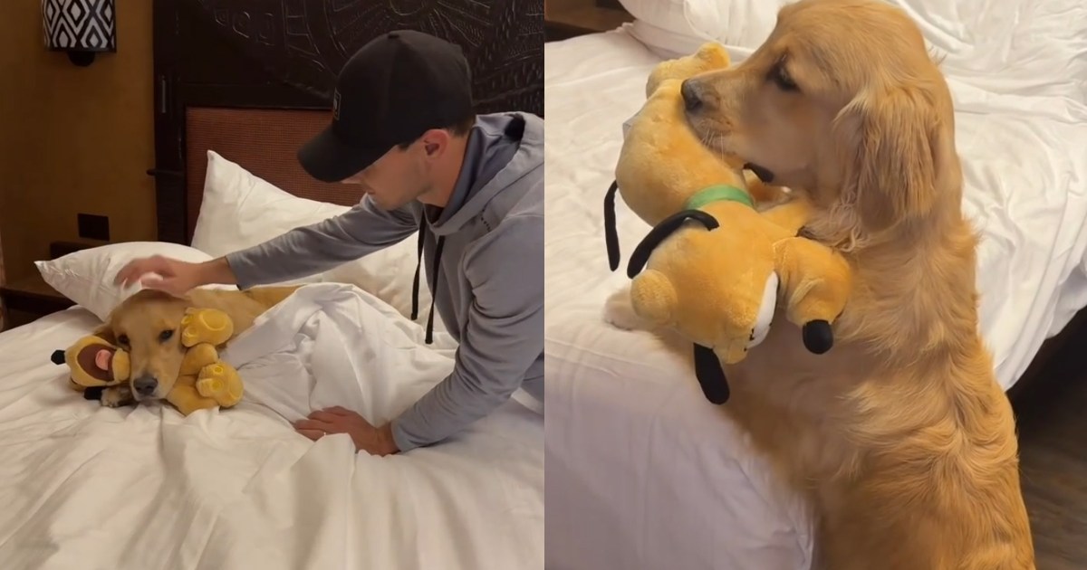 Video: Golden retriever has specific bedtime routine in hotels